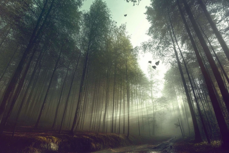 11 Bizarre Forests That Seem Straight Out of a Fairytale - The Voyaging