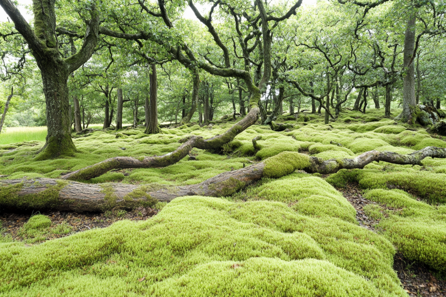 11 Bizarre Forests That Seem Straight Out of a Fairytale - The Voyaging