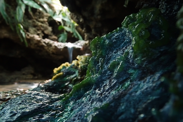 15 Unbelievable Underground Creatures That Look Straight Out of Sci-Fi ...